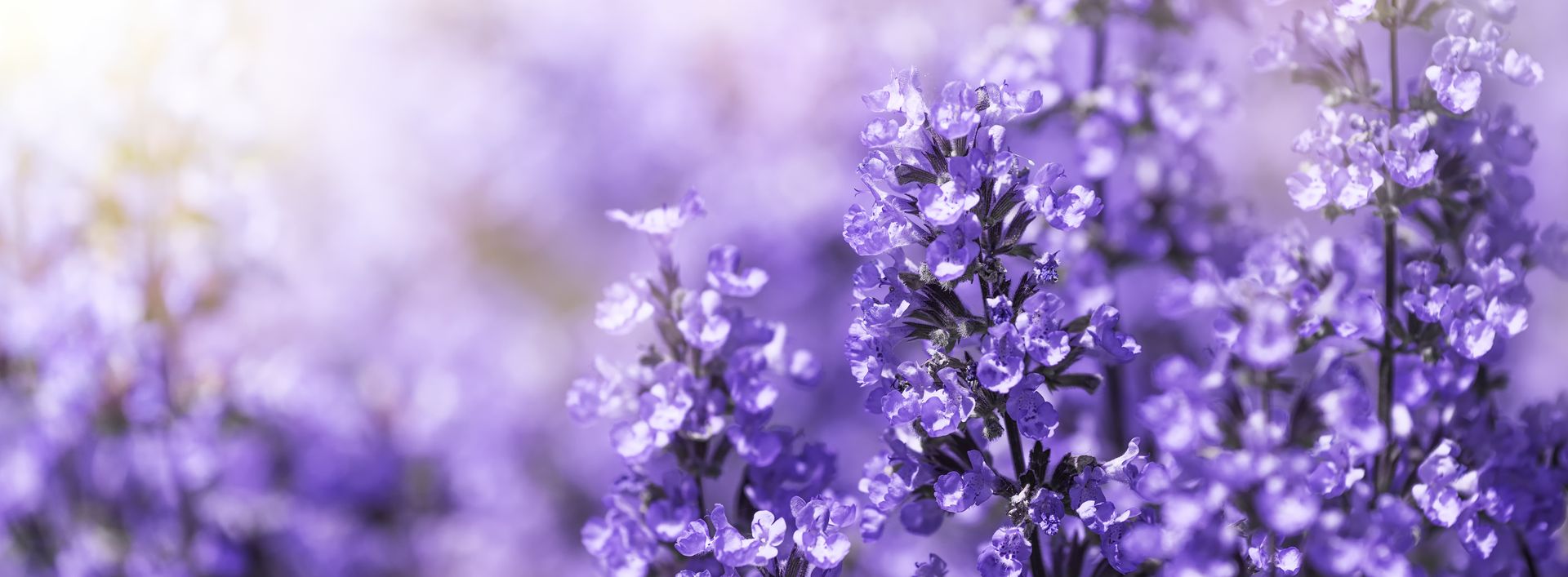 🐕propiedades Y Beneficios Del Uso De La Salvia Para La Dieta De Perros